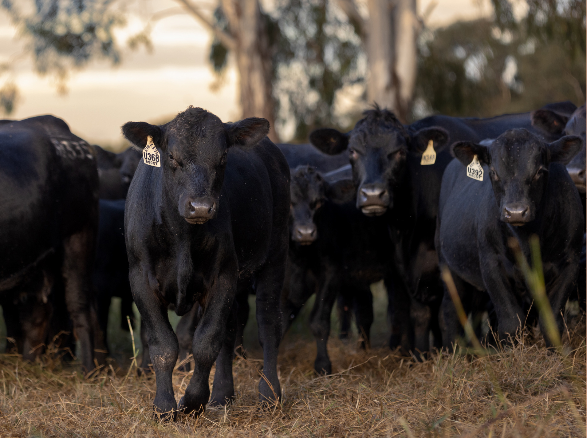 What Is BRD? – Zoetis