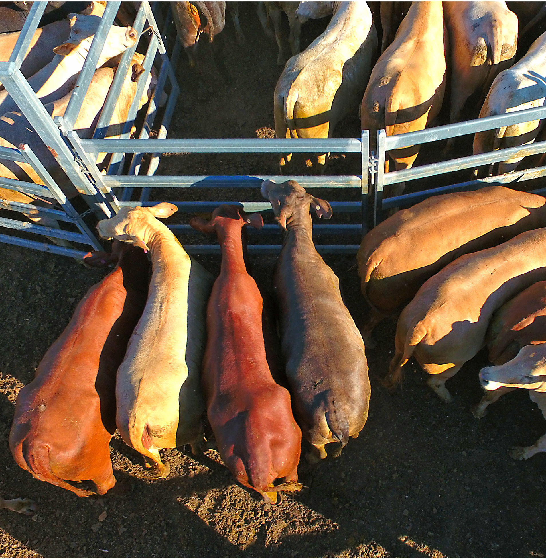 What Is BRD? – Zoetis