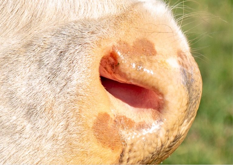 Rhinogard – Zoetis